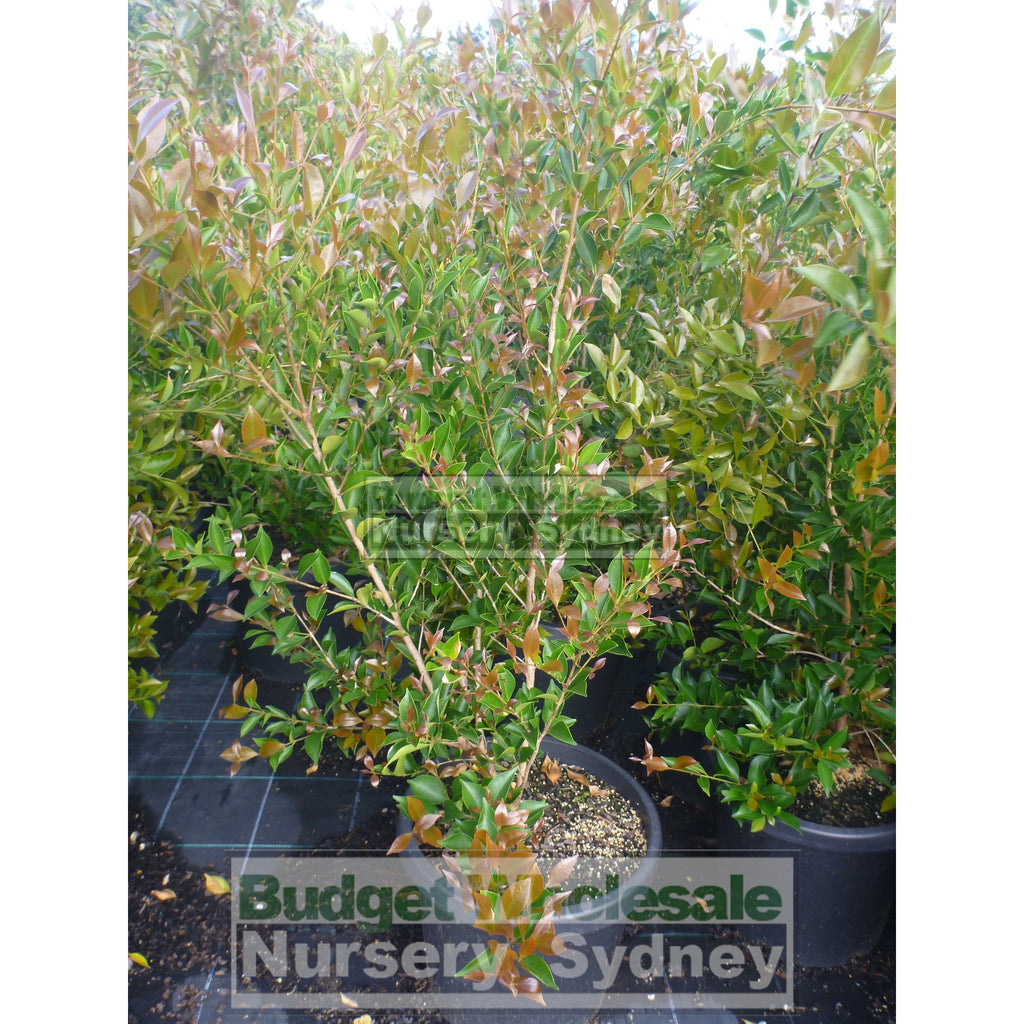 Acmena FireScreen Extra Large 300mm Pot – BUDGET WHOLESALE NURSERY SYDNEY