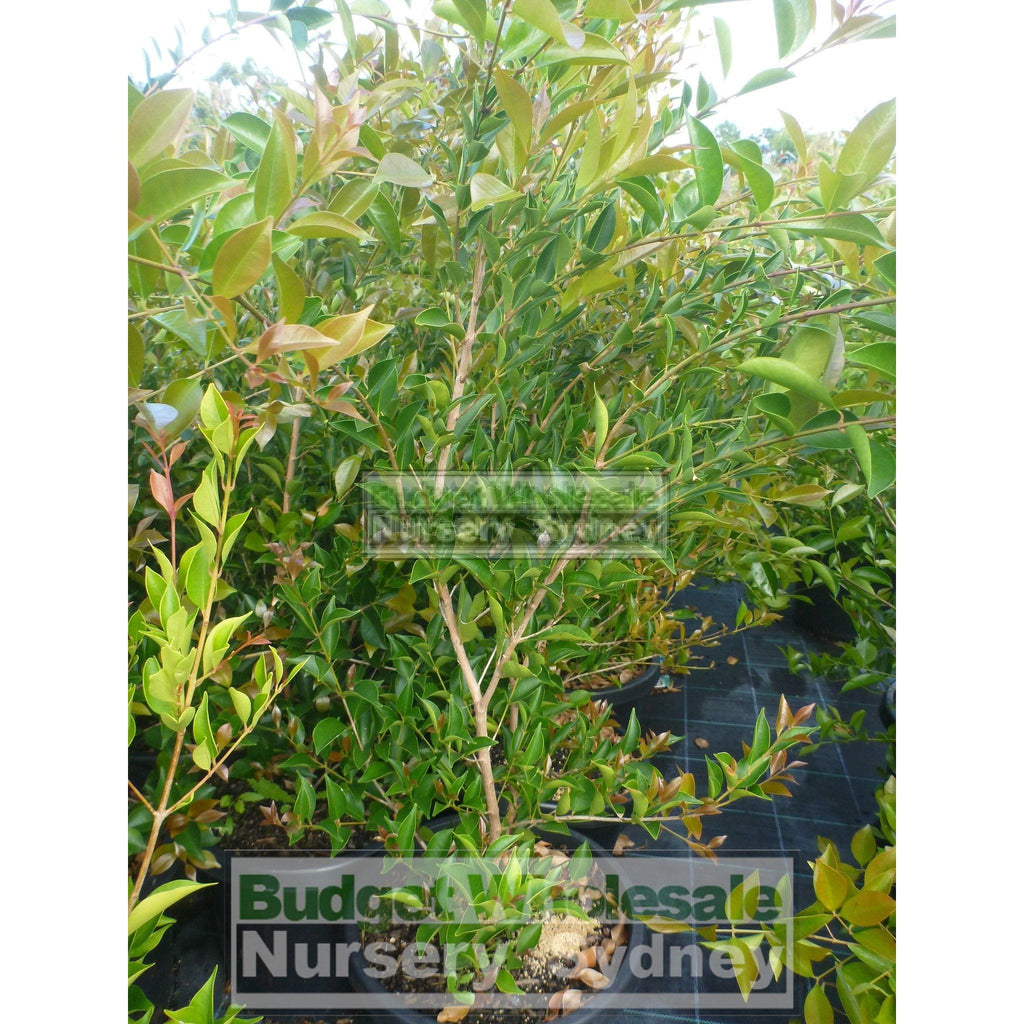 Acmena FireScreen Extra Large 300mm Pot – BUDGET WHOLESALE NURSERY SYDNEY