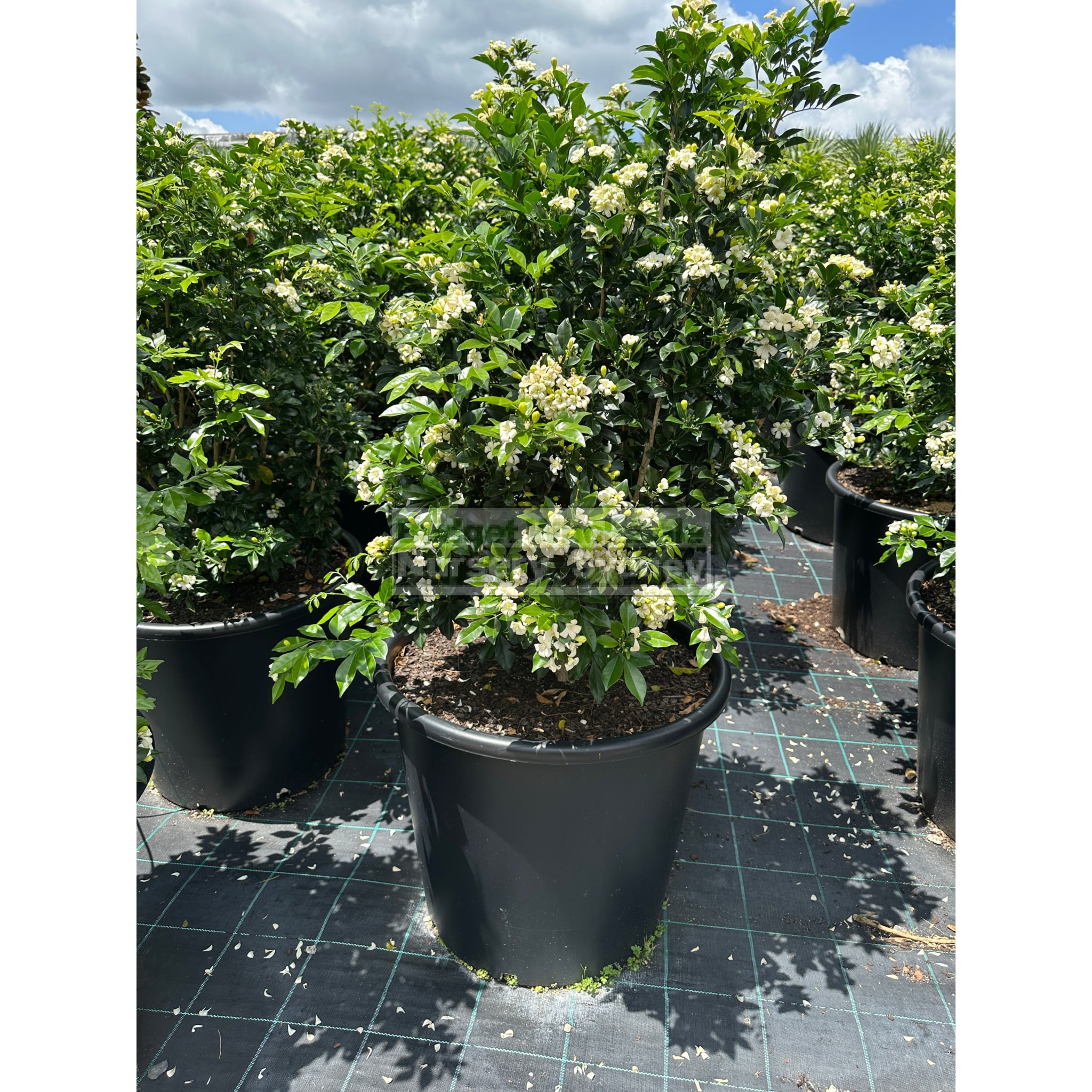 Murraya Paniculata 85L Orange Jasmine 580mm Pot BUDGET WHOLESALE Murraya Paniculata 85L Orange Jasmine 580mm Pot BUDGET WHOLESALE