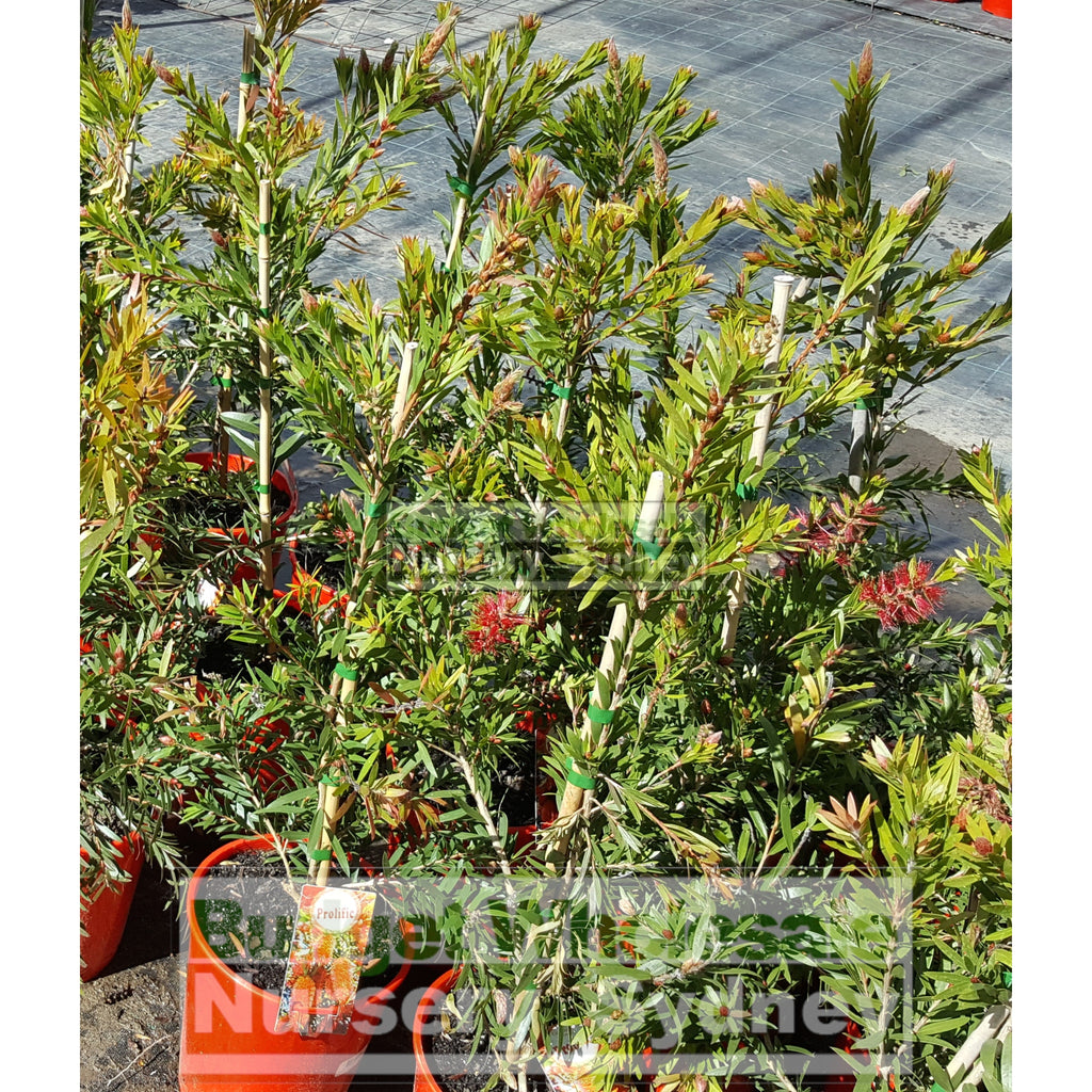 callistemon viminalis prolific
