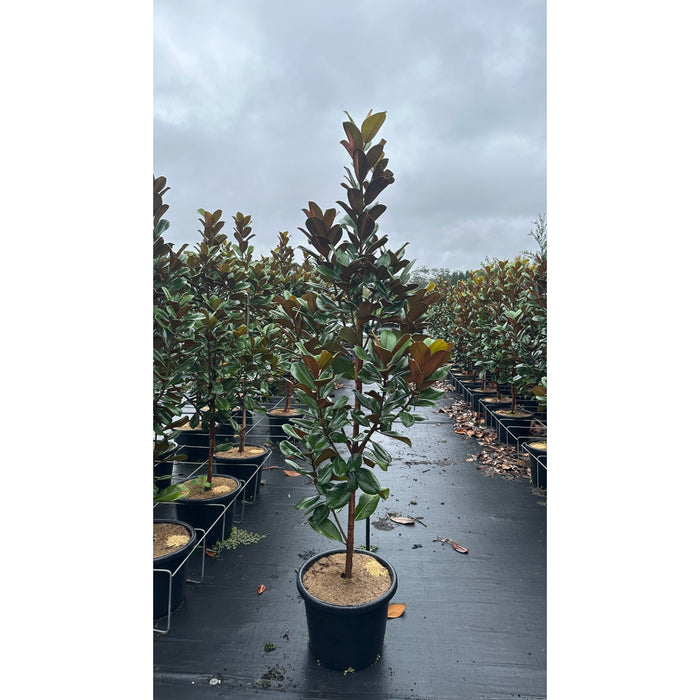 Magnolia Teddy Bear 400mm - BACK IN STOCK – BUDGET WHOLESALE NURSERY SYDNEY