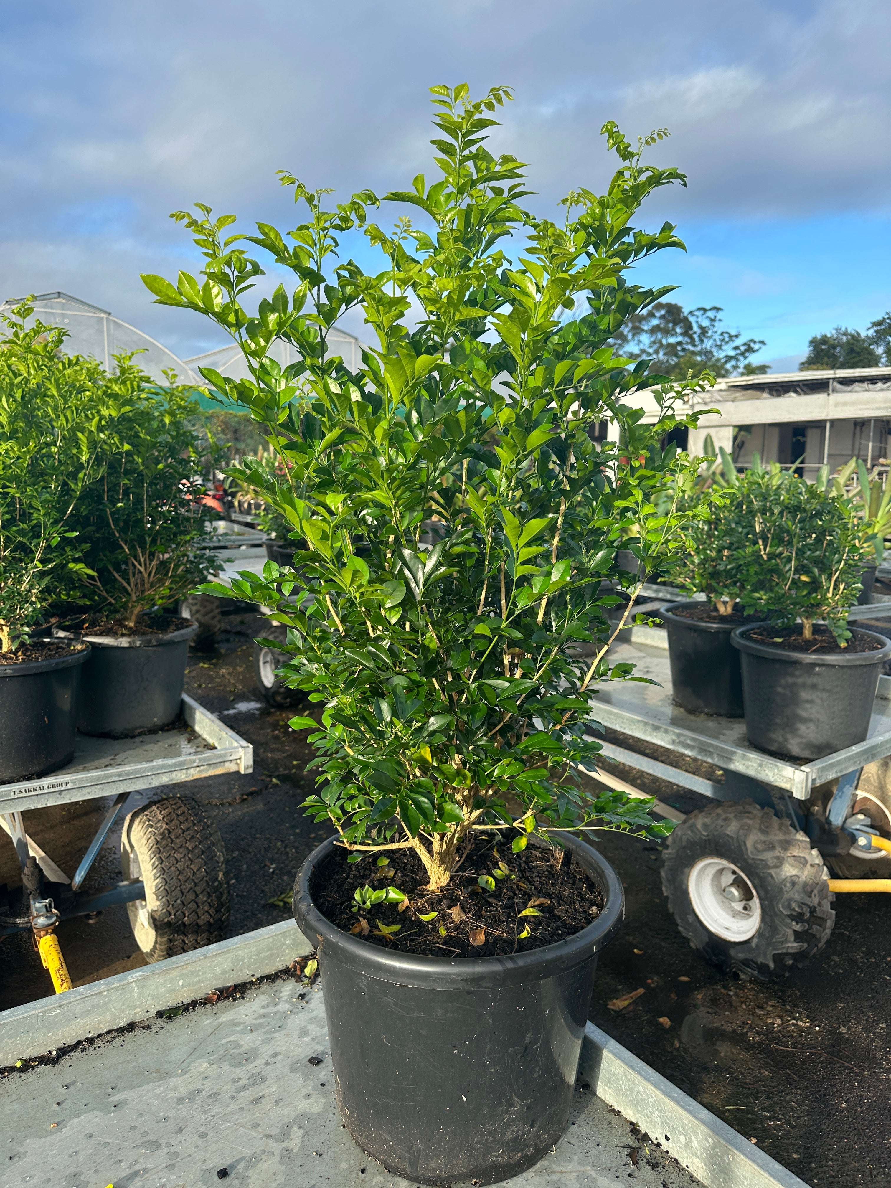 Murraya Hedge – BUDGET WHOLESALE NURSERY SYDNEY