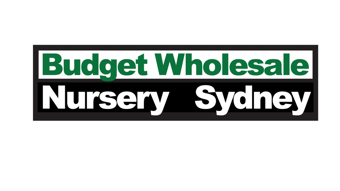 Strelitzia parvifolia 300mm pot – BUDGET WHOLESALE NURSERY SYDNEY