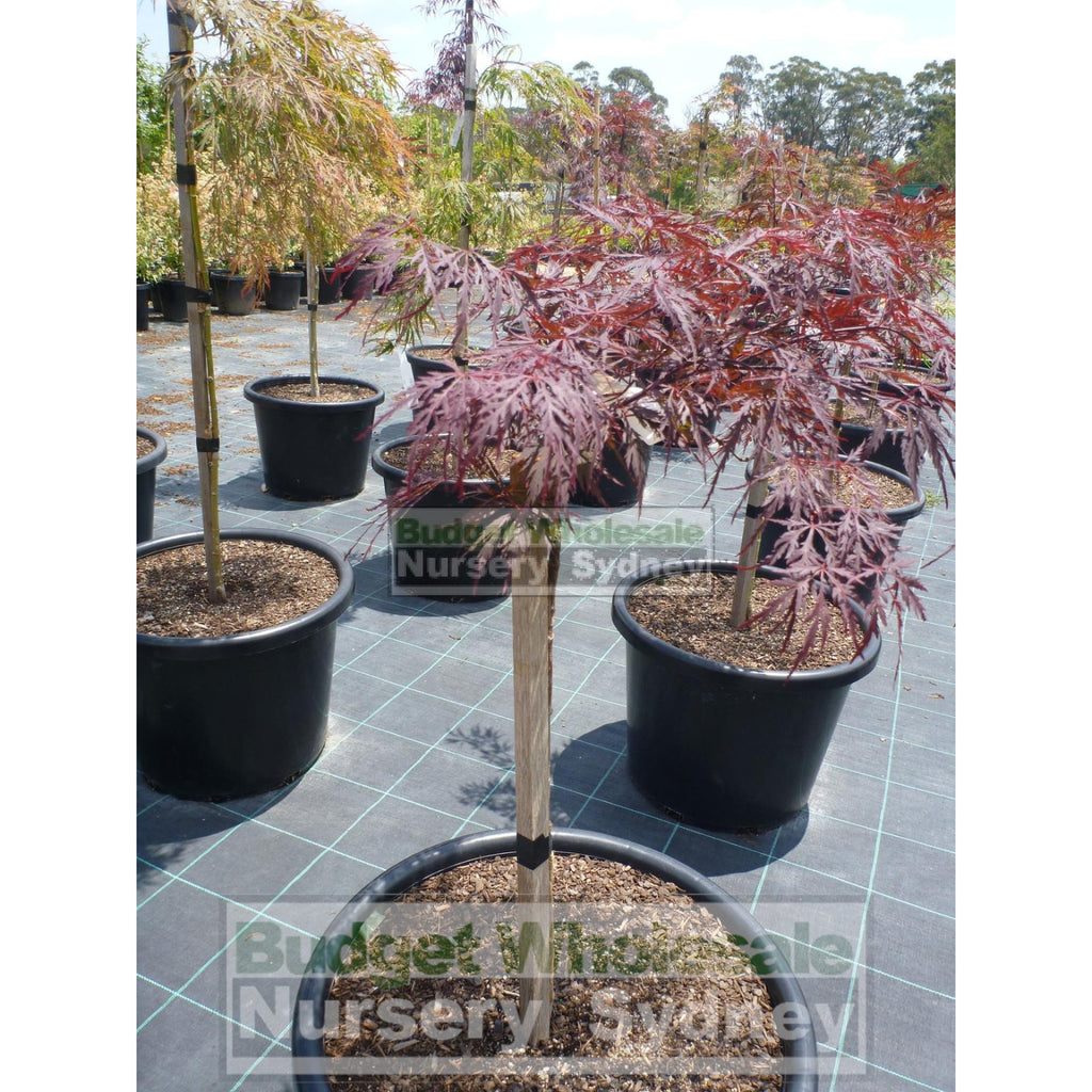 Acer weeping Japanese Maple Acer Dissectum 400mm Pot | Budget Wholesale ...