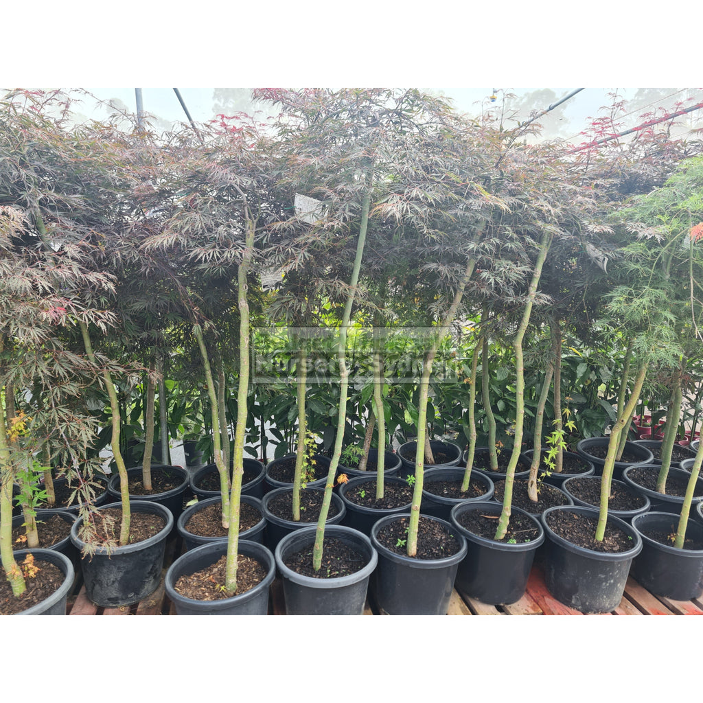 Acer weeping Japanese Maple Acer Dissectum 400mm Pot | Budget Wholesale ...