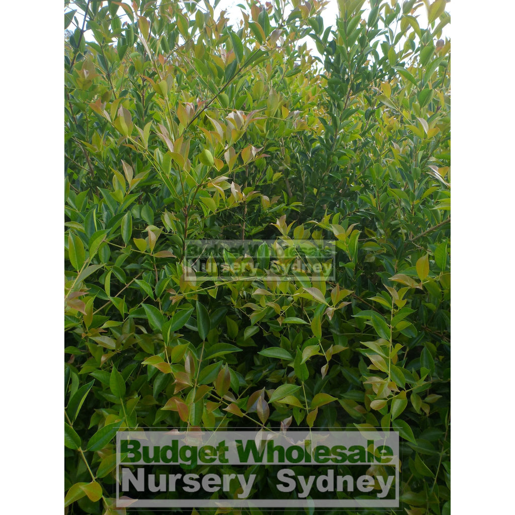 Acmena FireScreen Extra Large 300mm Pot | Budget Wholesale Nursery Sydney