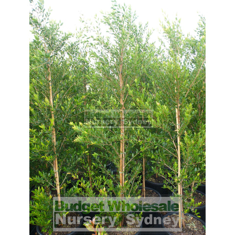 Acmena Smithii Minor Extra Large 400mm Pot | Budget Wholesale Nursery ...
