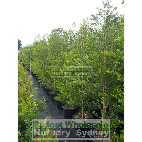 Acmena Smithii Minor Extra Large 400mm Pot | Budget Wholesale Nursery ...
