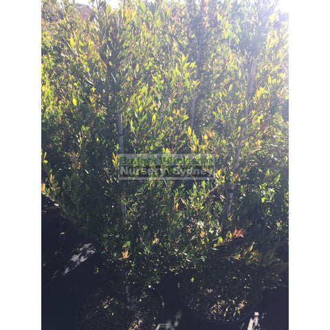Acmena Smithii Minor Extra Large 400mm Pot | Budget Wholesale Nursery ...