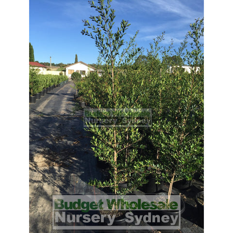 Acmena Smithii Minor Extra Large 400mm Pot | Budget Wholesale Nursery ...