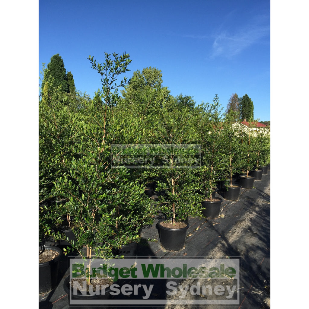 Acmena Smithii Minor Extra Large 400mm Pot | Budget Wholesale Nursery ...