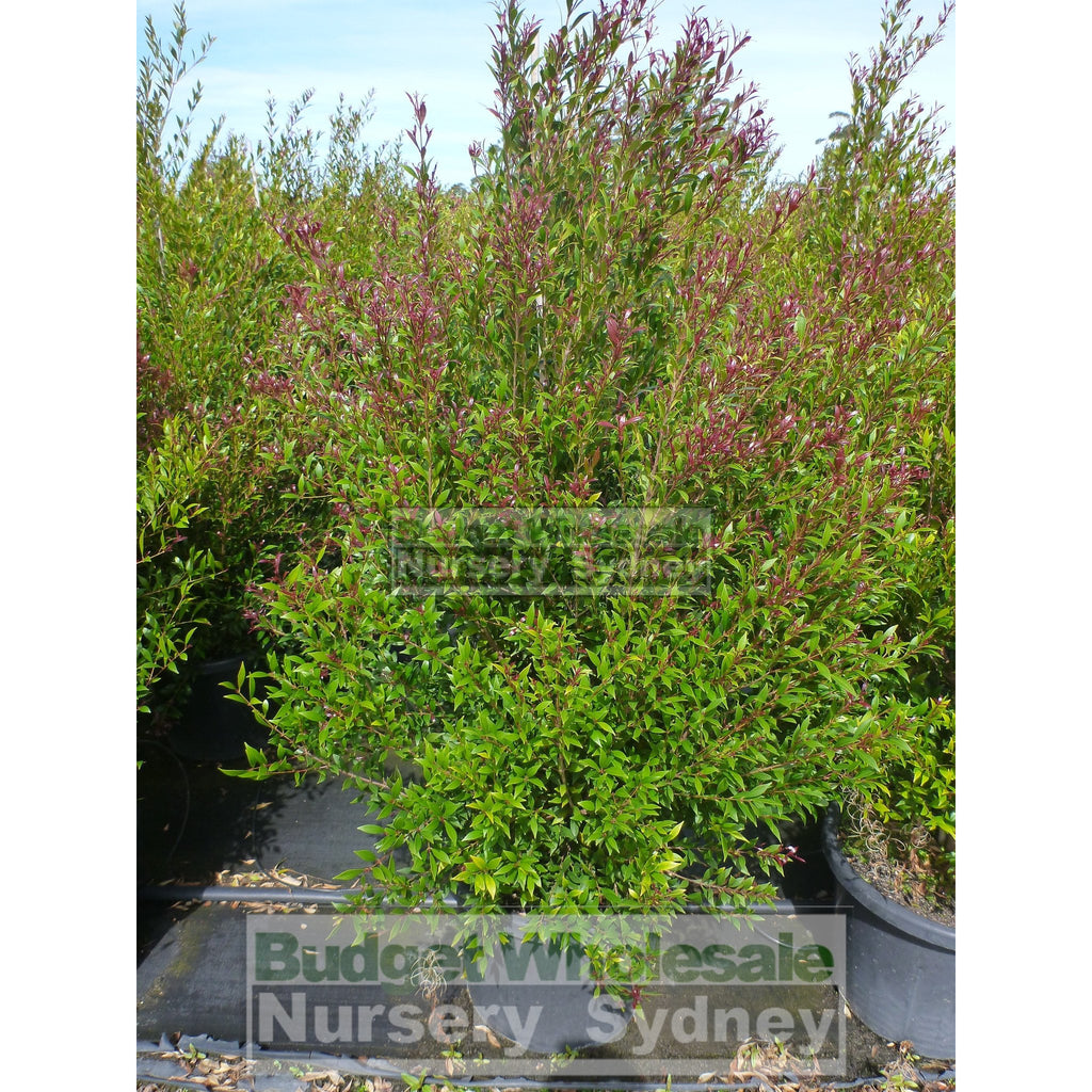 Acmena Smithii Minor Extra Large 400mm Pot | Budget Wholesale Nursery ...