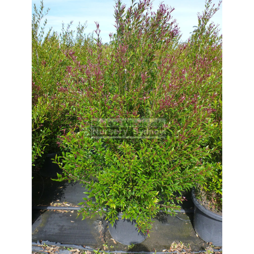 Acmena Smithii Minor Red Tip Extra Large 400mm Pot | Budget Wholesale ...