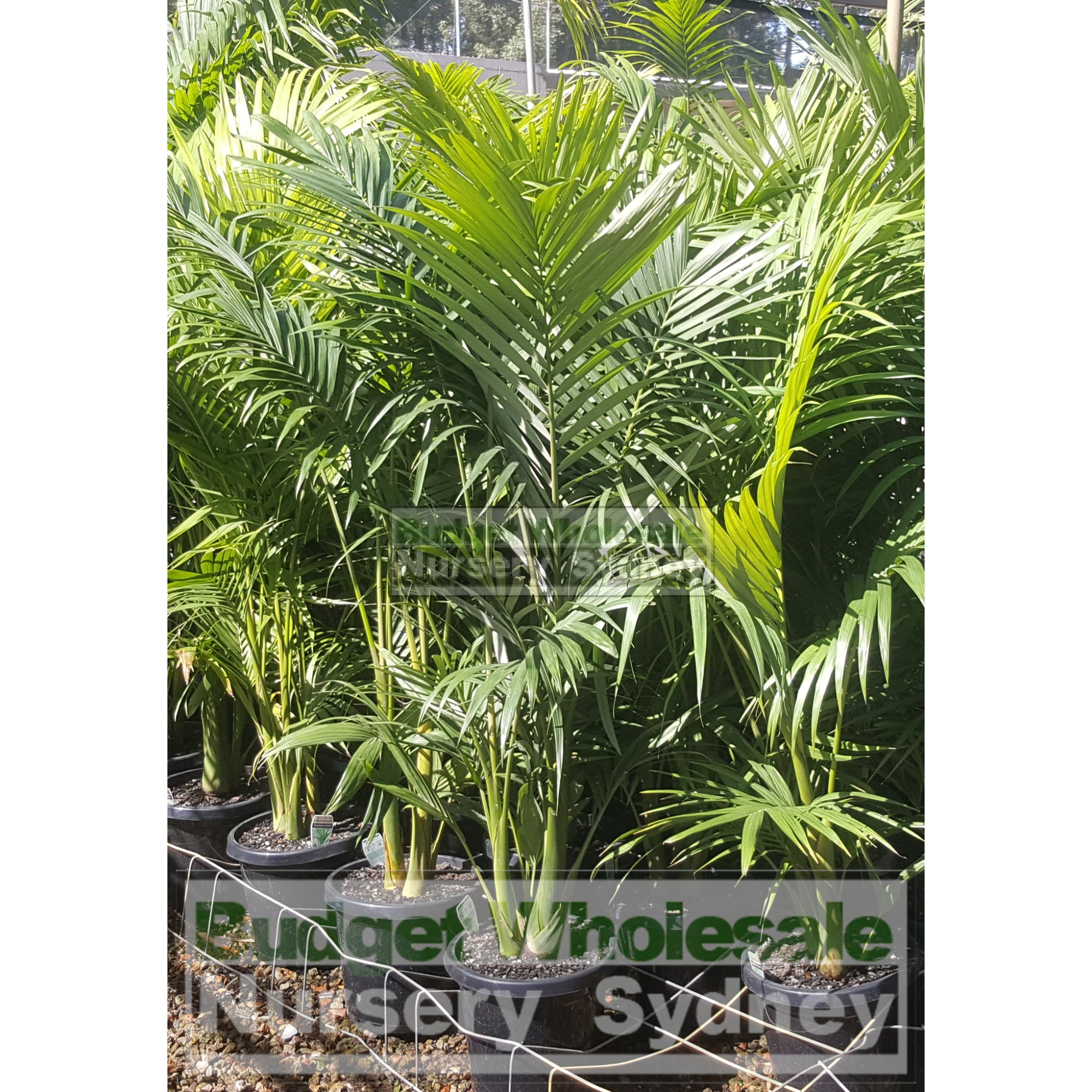 Alexandra Palm - Archontophoenix alexandrae Large 300mm pot – BUDGET ...