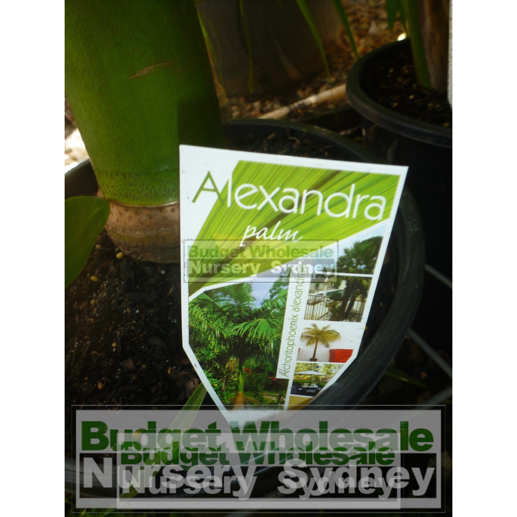 Alexandra Palm - Archontophoenix alexandrae Large 300mm pot – BUDGET ...