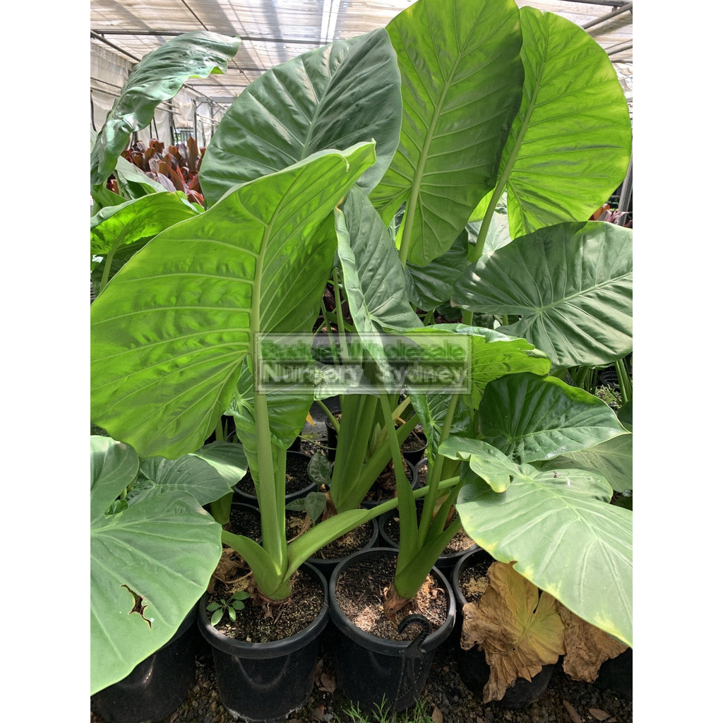 Alocasia macrorrhizos 200mm Giant Elephant Ear pot – BUDGET WHOLESALE ...