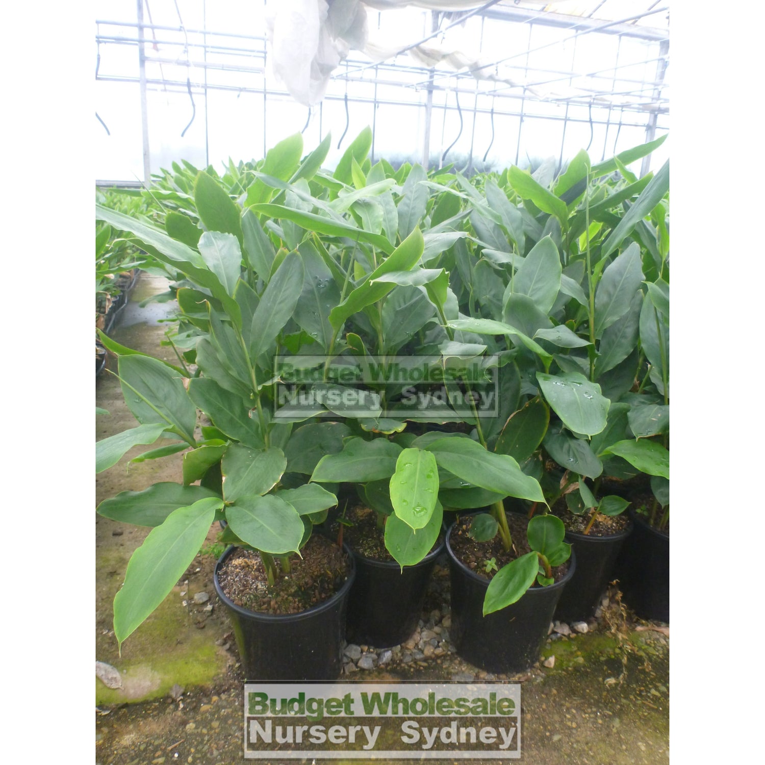 Alpinia nutans 140mm pots - Dwarf Cardamom – BUDGET WHOLESALE NURSERY ...