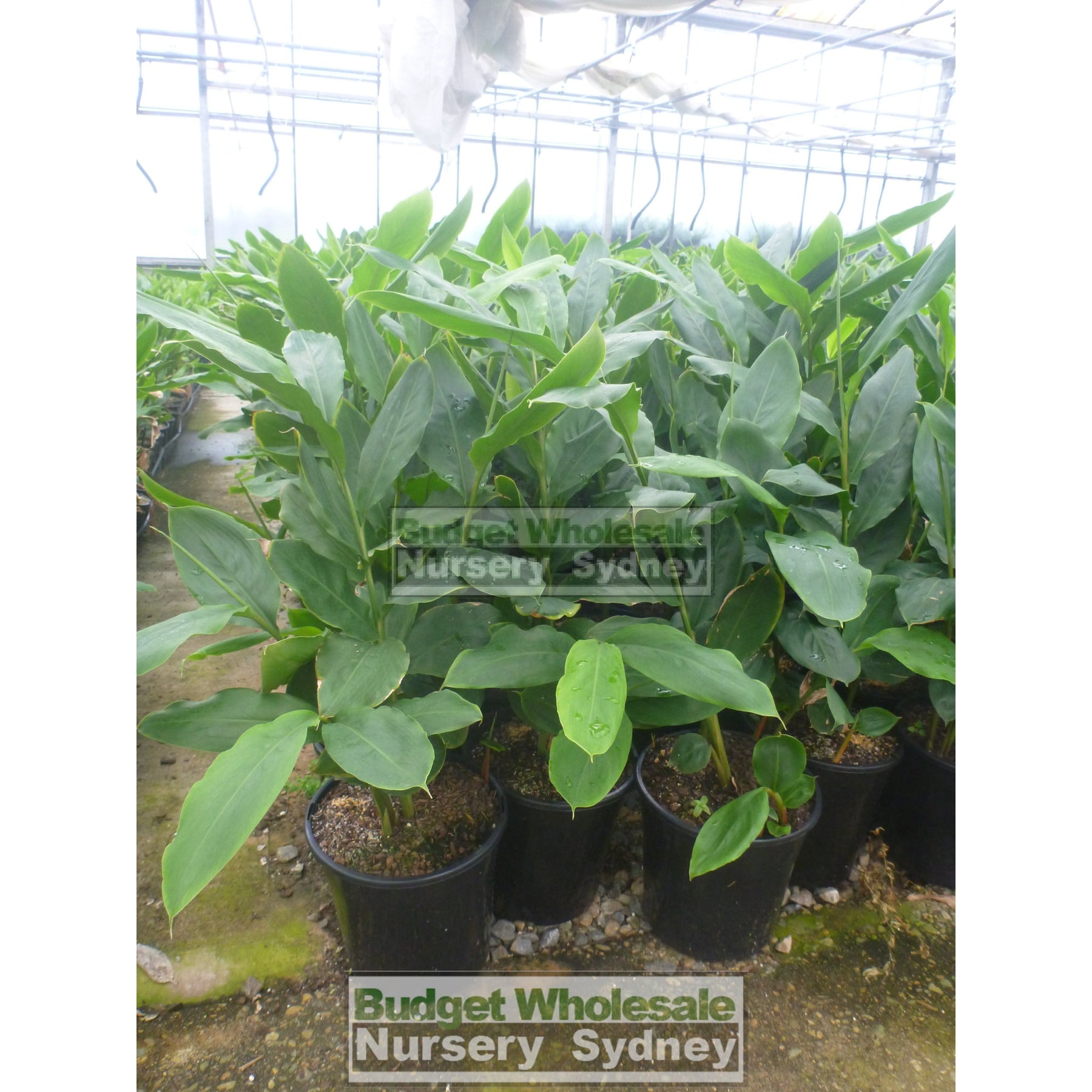 Alpinia nutans 140mm pots - Dwarf Cardamom – BUDGET WHOLESALE NURSERY ...