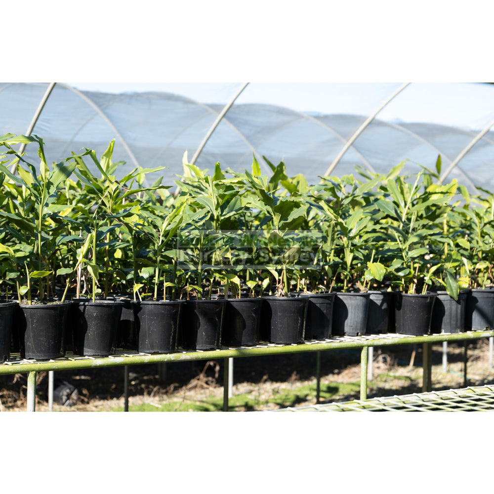 Alpinia nutans 200mm / 5L pots - Dwarf Cardamom – BUDGET WHOLESALE ...