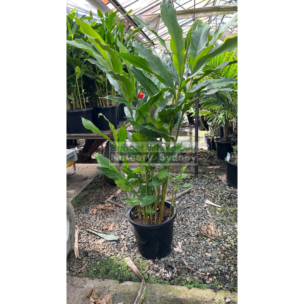 Alpinia nutans large 300mm pots - Dwarf Cardamom | Budget Wholesale ...
