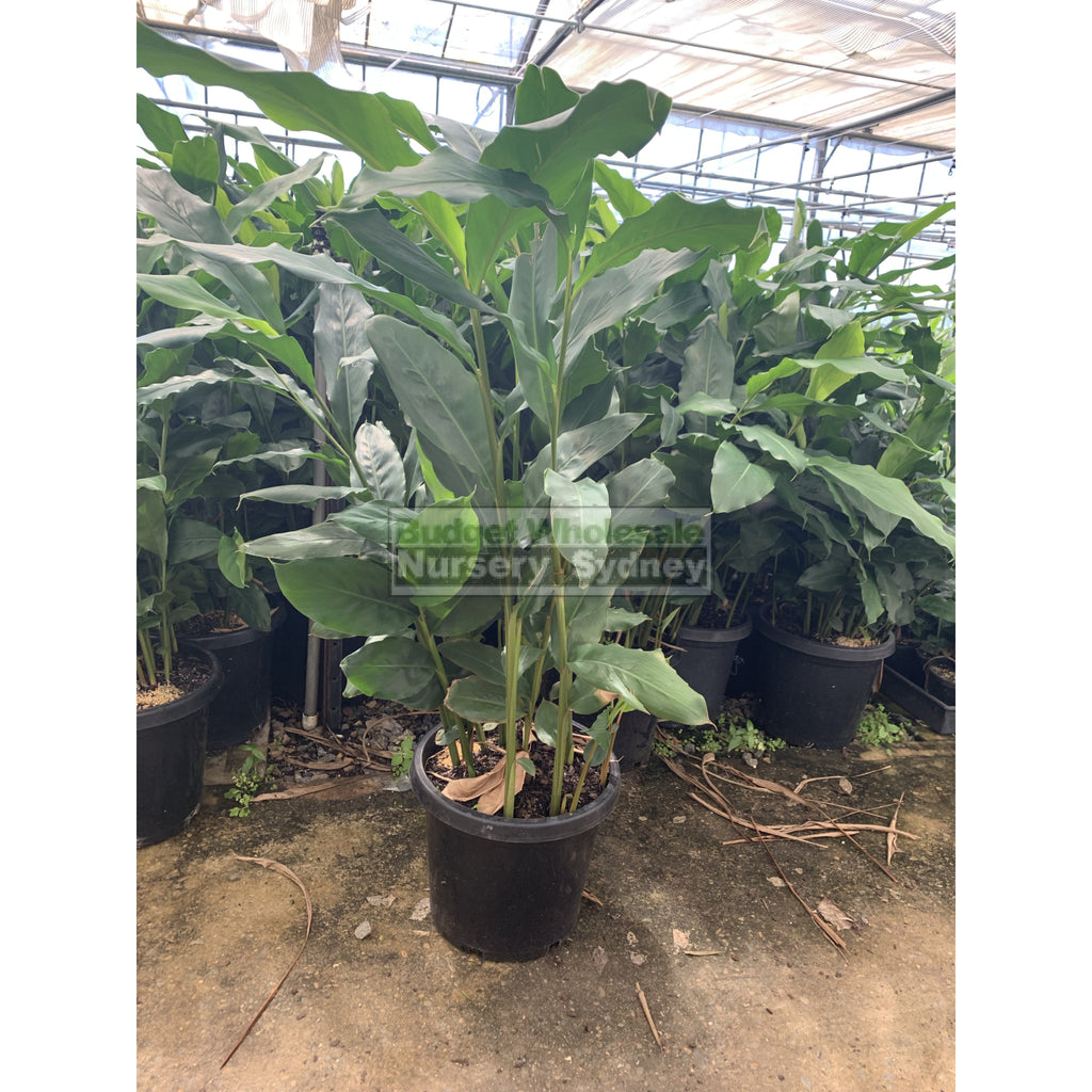 Alpinia nutans large 300mm pots - Dwarf Cardamom | Budget Wholesale ...