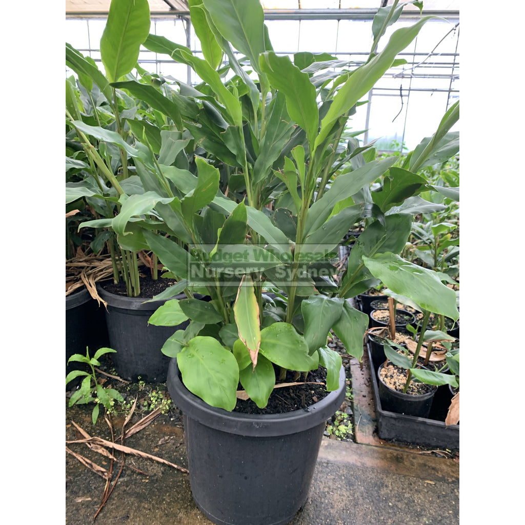 Alpinia nutans large 300mm pots - Dwarf Cardamom | Budget Wholesale ...