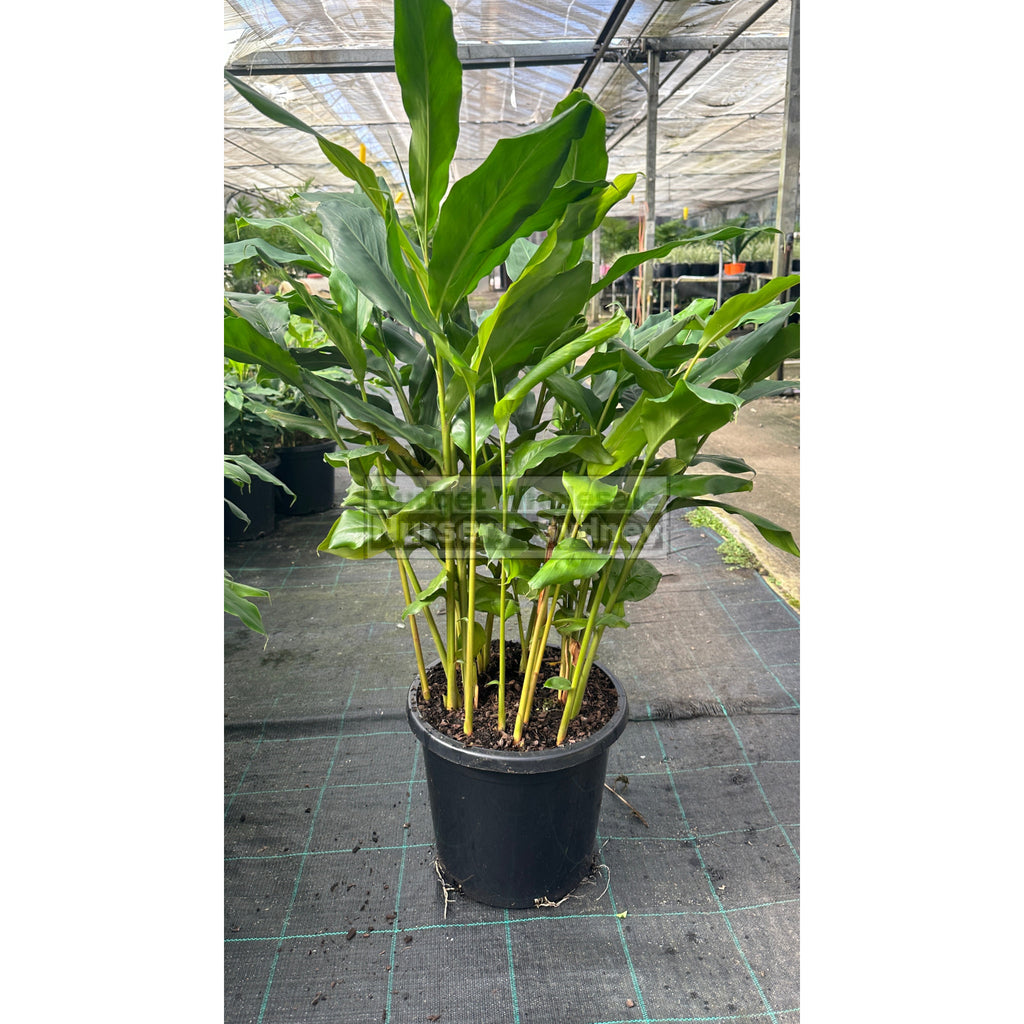 Alpinia nutans large 300mm pots - Dwarf Cardamom – BUDGET WHOLESALE ...