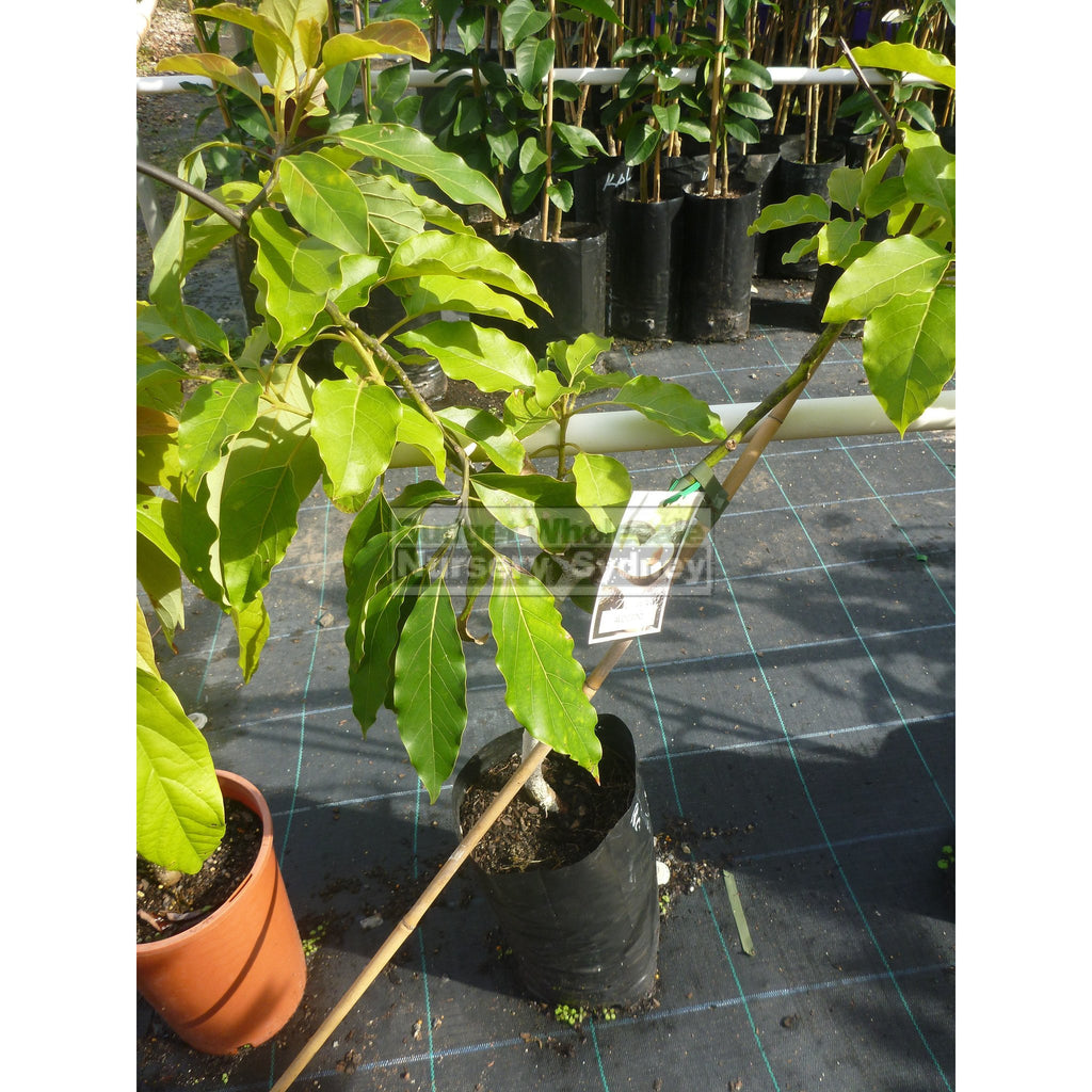Avocado Tree Shepherd (Grafted) 5L | Budget Wholesale Nursery Sydney