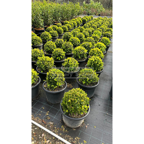 Buxus Balls 400mm [Japanese Box] 45L Pot. SALE Box Hedge. | Budget ...