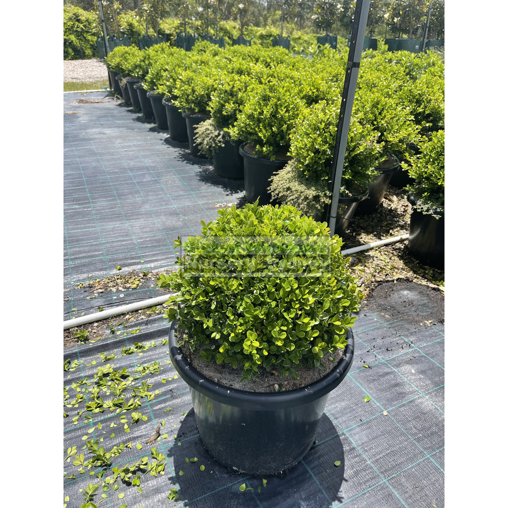 Buxus Balls 500mm [Japanese Box] 75L Pot. SALE Box Hedge. | Budget ...