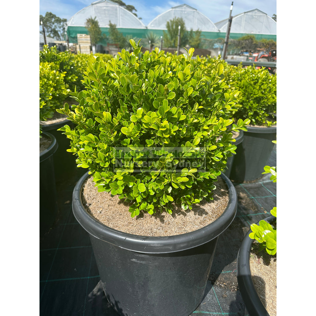 Buxus Balls 500mm [Japanese Box] 75L Pot. SALE Box Hedge. – BUDGET ...