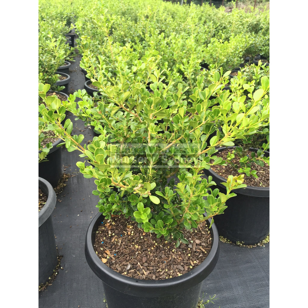 Buxus Microphylla Japonica [Japanese Box] LARGE 300mm Pot. SALE Box He ...