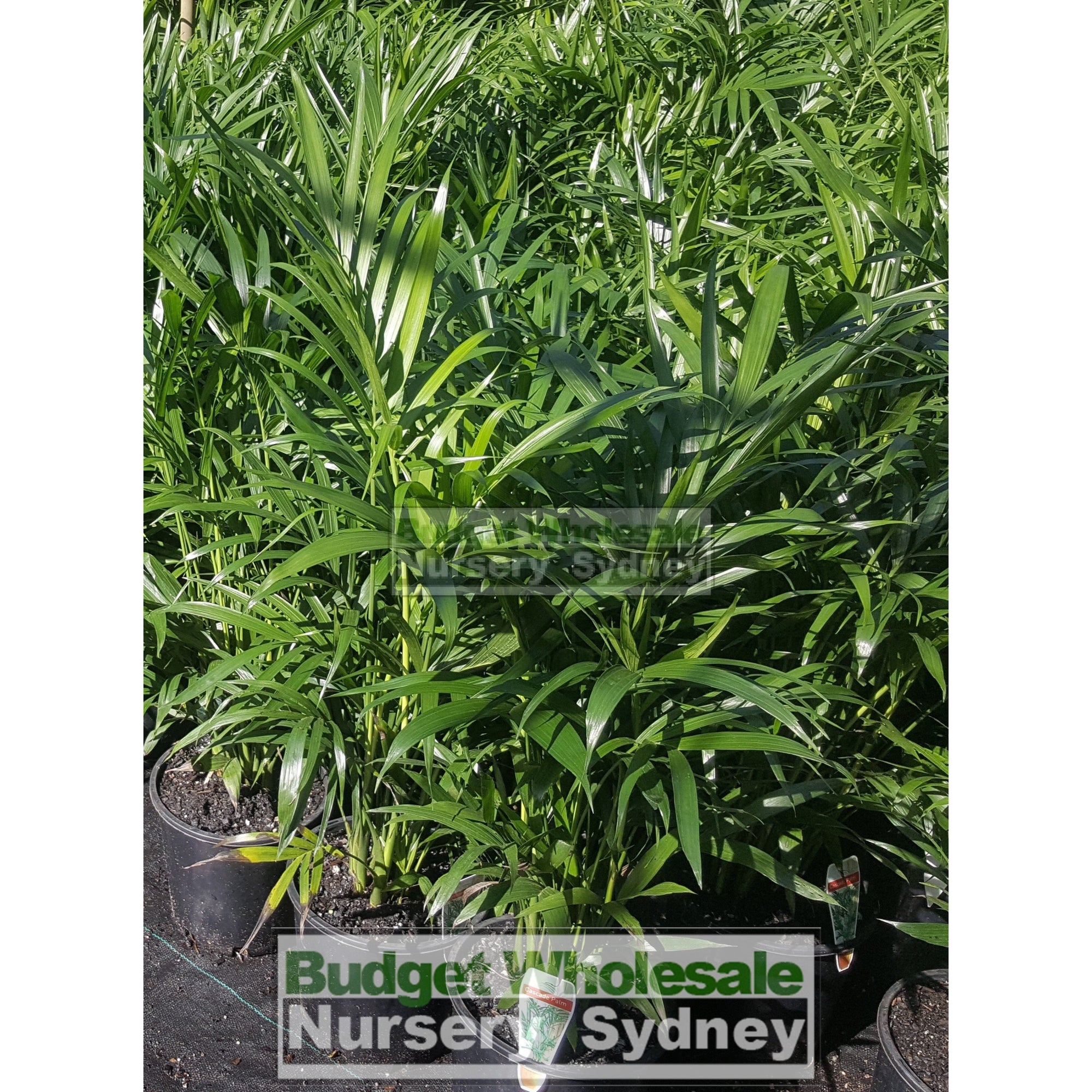 Cascade Palm Medium 250mm Pots - Chamaedorea Cataractarum – BUDGET ...