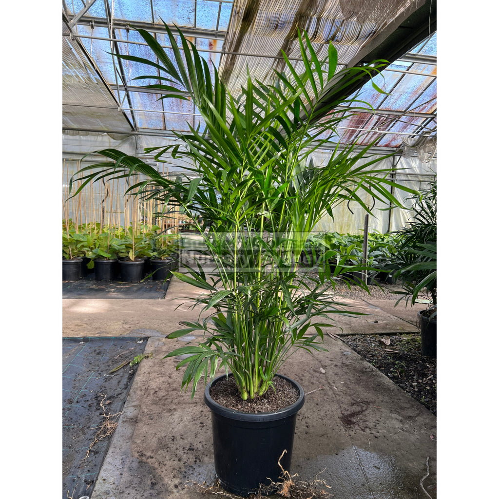 Cascade Palm Medium 300mm/25L Pots - Chamaedorea Cataractarum – BUDGET ...