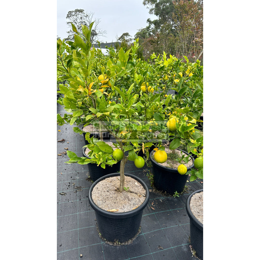 Citrus Lemon Tree cv Meyer XLarge 400mm pot – BUDGET WHOLESALE NURSERY ...