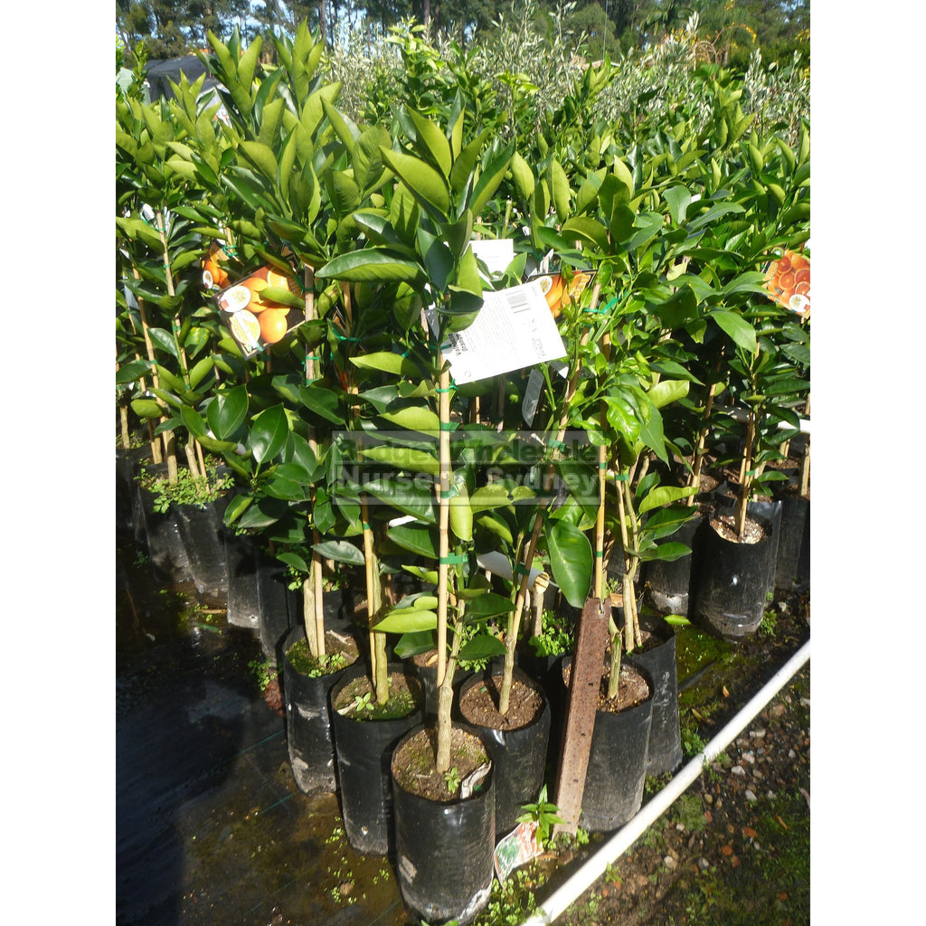 Citrus Orange Tree cv Valencia 5ltr – BUDGET WHOLESALE NURSERY SYDNEY