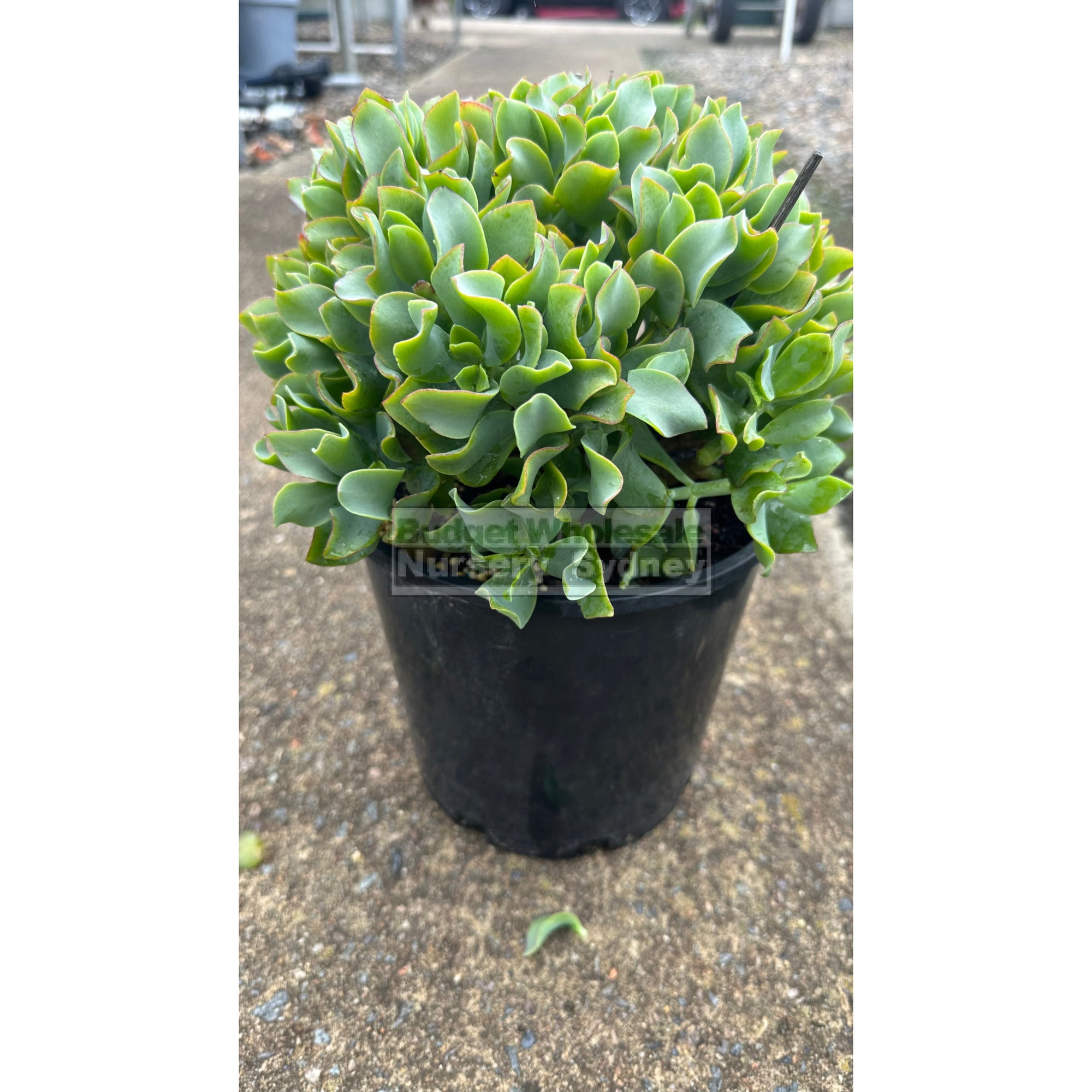 Crassula max cook 200mm – BUDGET WHOLESALE NURSERY SYDNEY