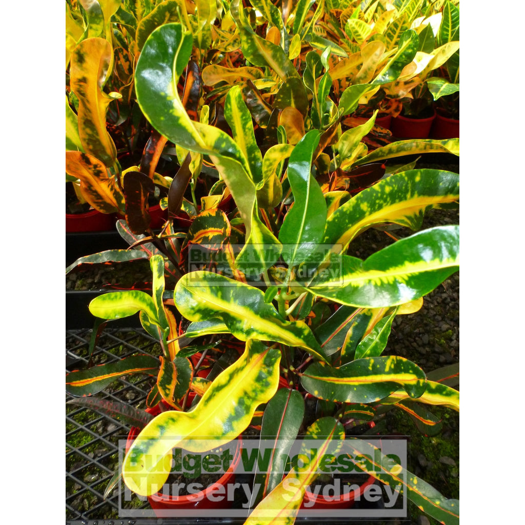 Croton Codiaeum Mix 175mm | Budget Wholesale Nursery Sydney
