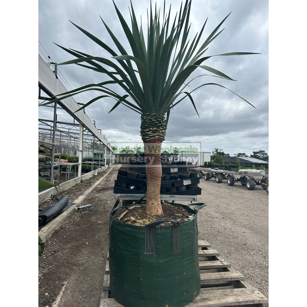 Dracaena draco Dragon Tree 200L bag – BUDGET WHOLESALE NURSERY SYDNEY
