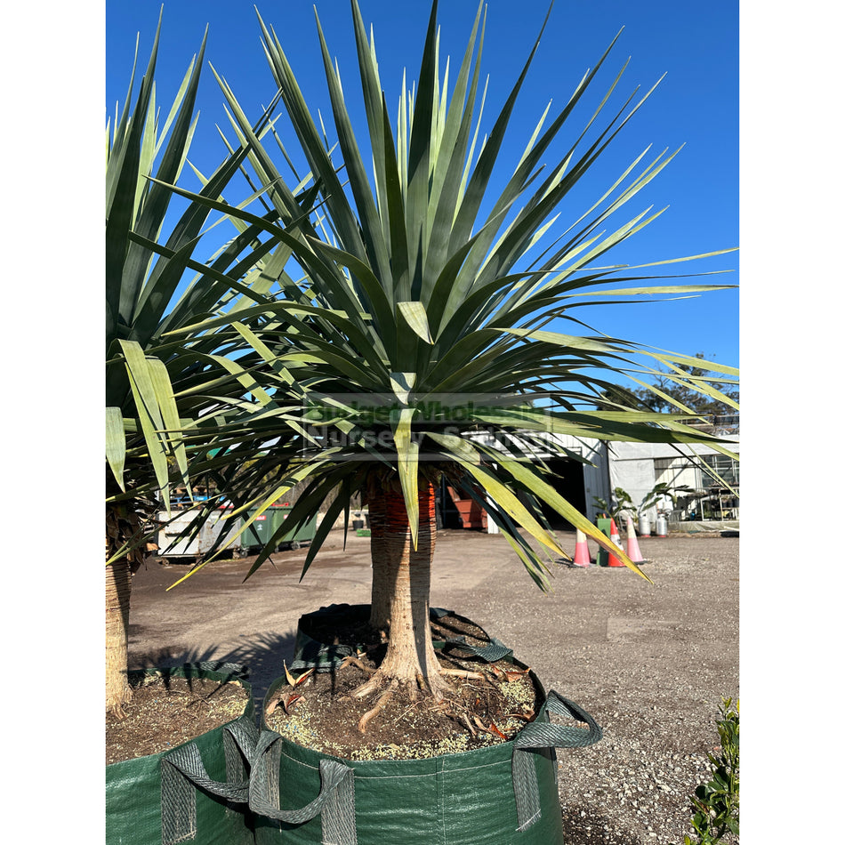 Dracaena draco Dragon Tree 200L bag – BUDGET WHOLESALE NURSERY SYDNEY