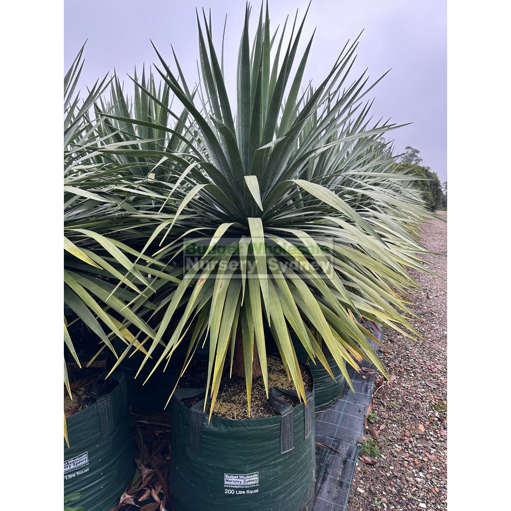 Dracaena draco Dragon Tree 200L bag – BUDGET WHOLESALE NURSERY SYDNEY
