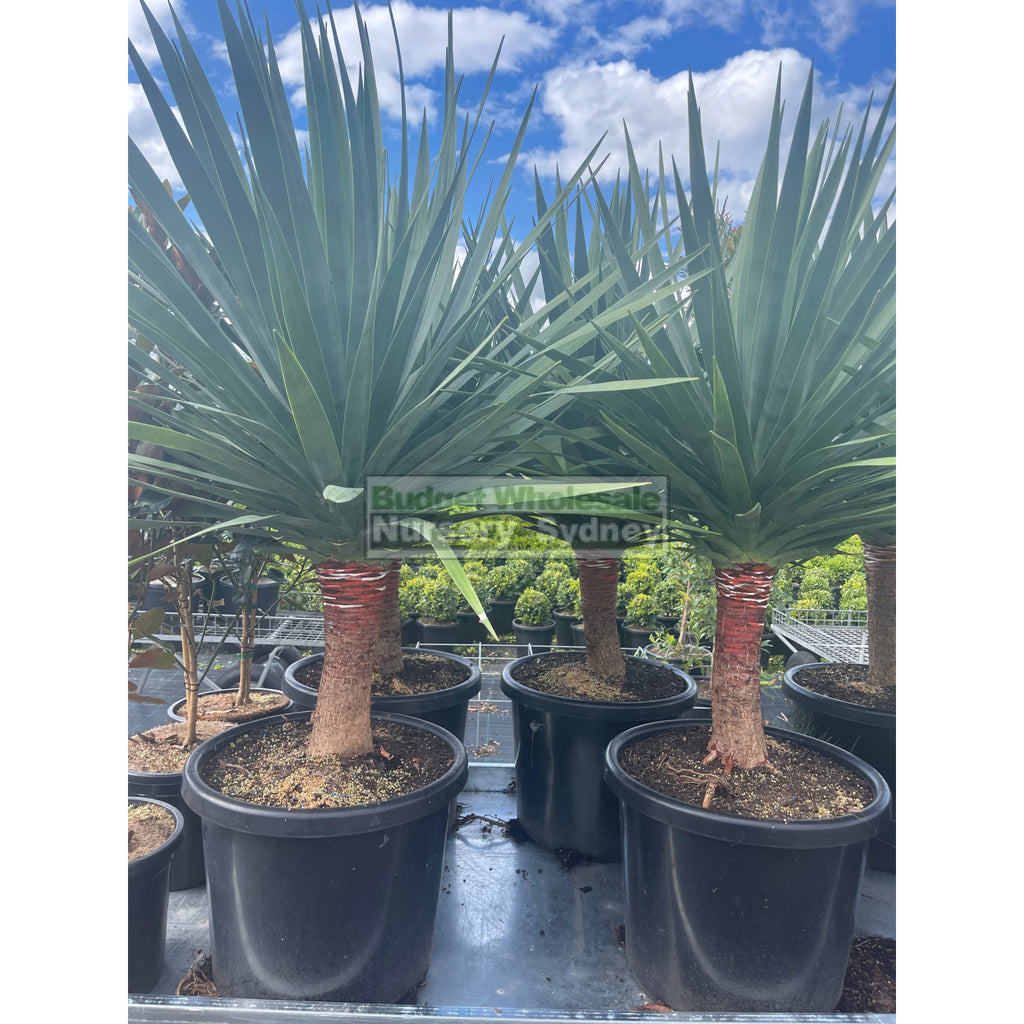 Dracaena draco Dragon Tree 500mm pot | Budget Wholesale Nursery Sydney