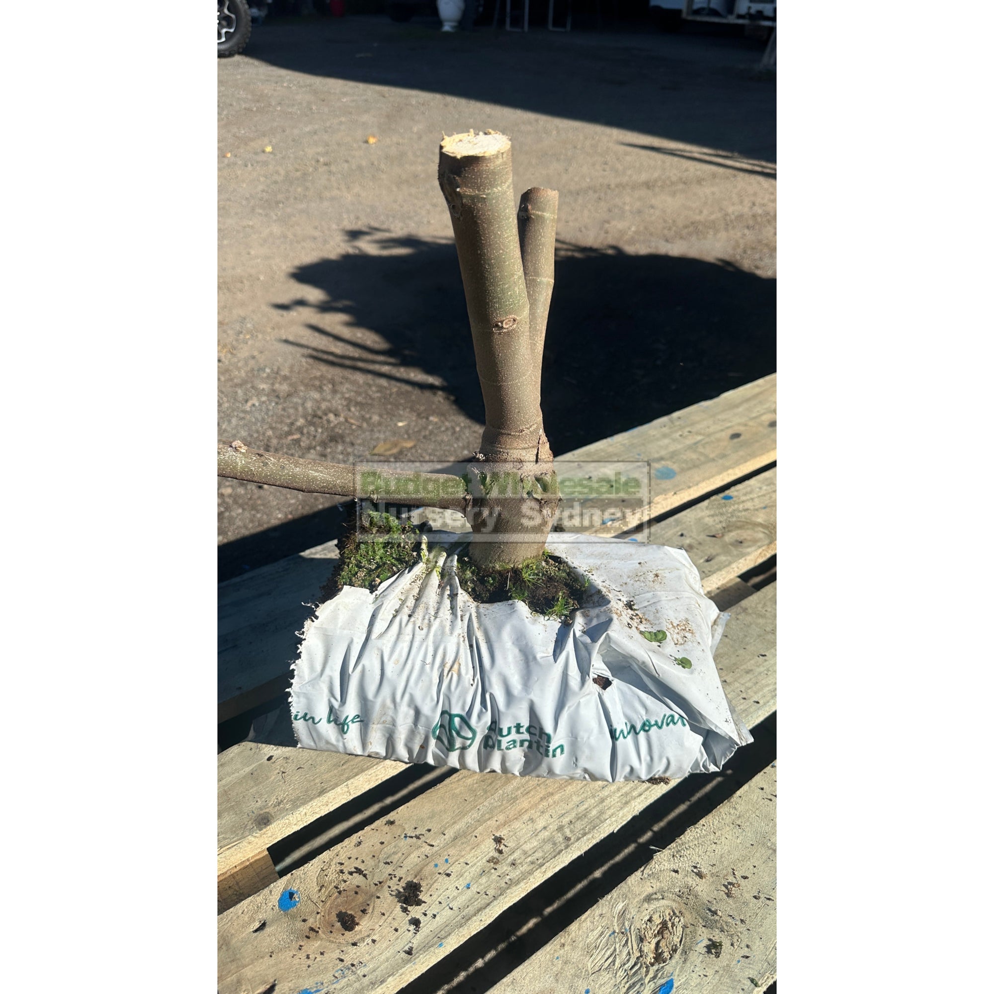 Ficus carica Black Genoa (Fig) 200mm bag - EDIBLE FRUIT – BUDGET ...