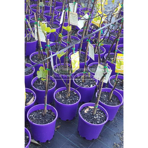 Ficus carica Yellow Excel (Fig) 200mm | Budget Wholesale Nursery Sydney