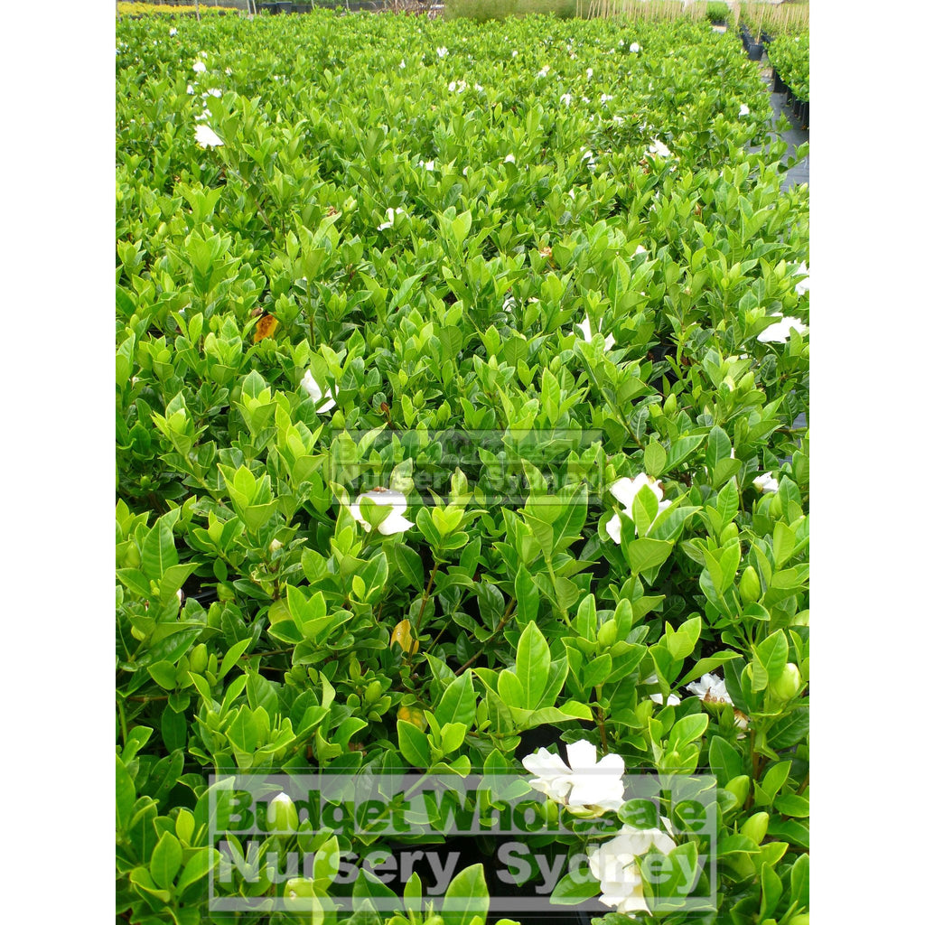 Gardenia Florida 200mm Pot | Budget Wholesale Nursery Sydney