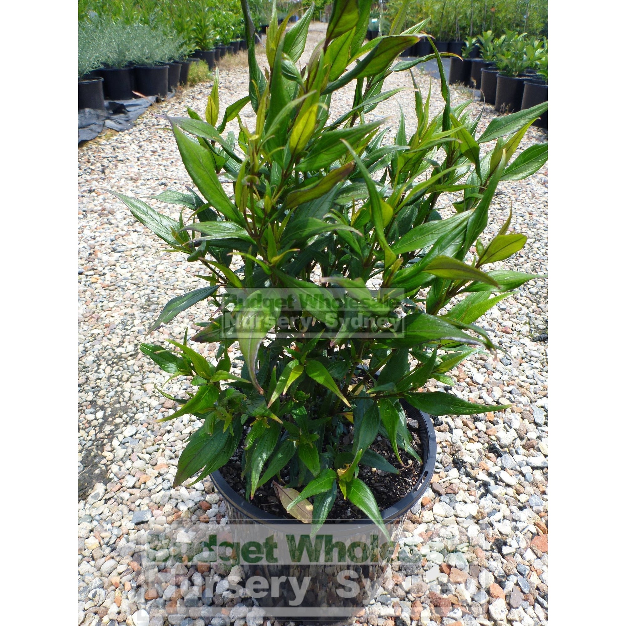 Goldfussia Strobilanthes anisophyllus 200mm – BUDGET WHOLESALE NURSERY ...