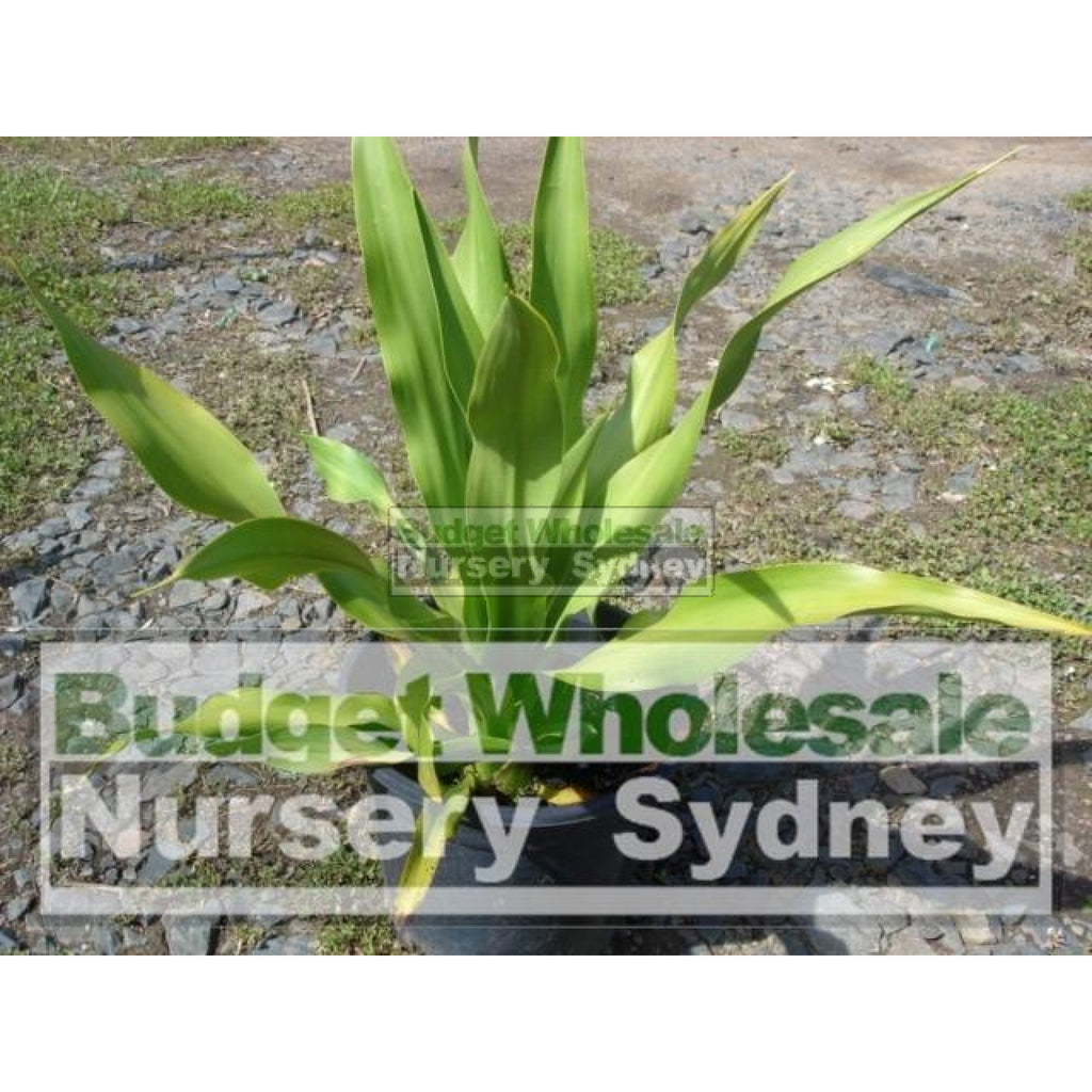 Gymea Lilly large 250mm Pot Doryanthes Excelsa 15L pot – BUDGET ...