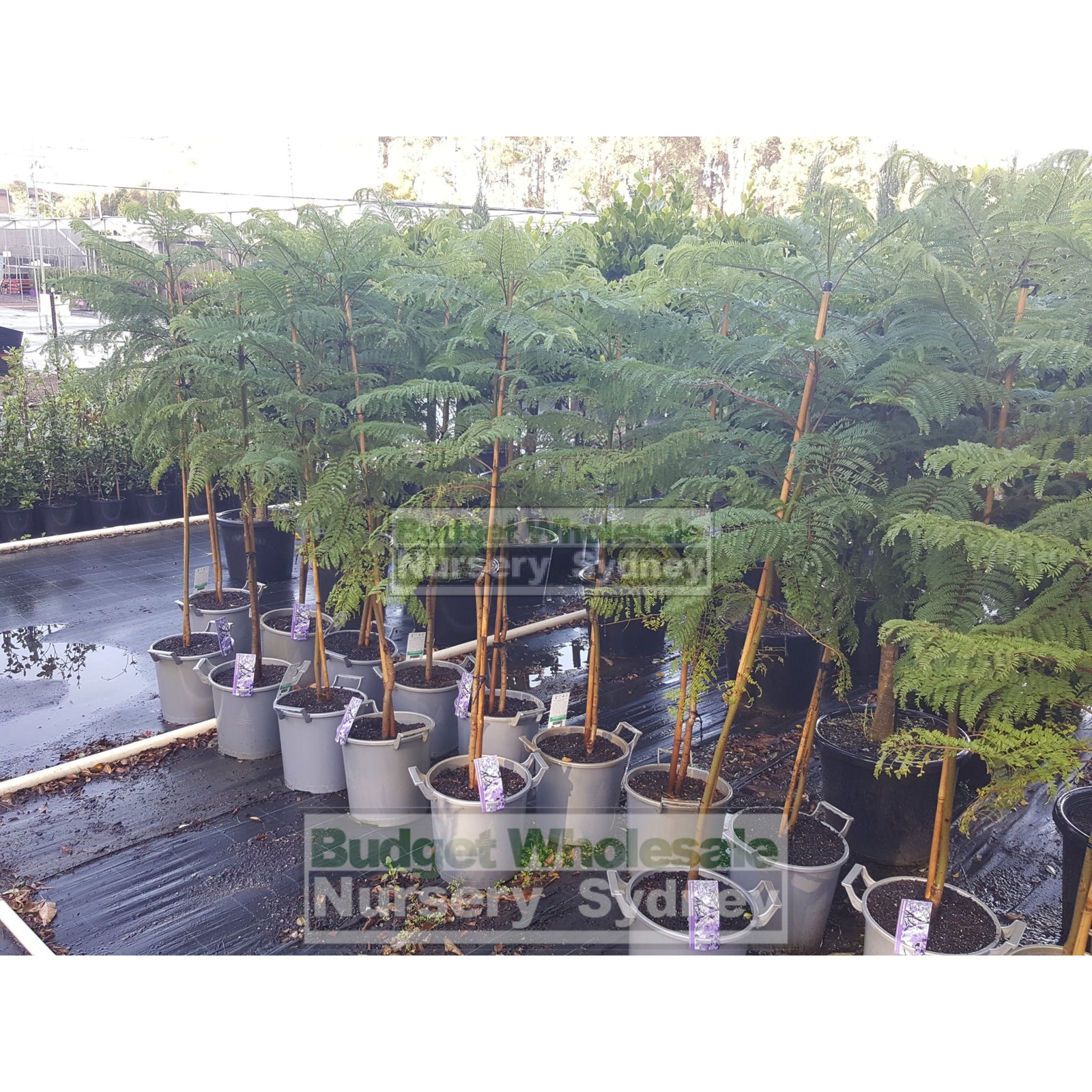 Jacaranda Mimosifolia 300mm Pot – BUDGET WHOLESALE NURSERY SYDNEY