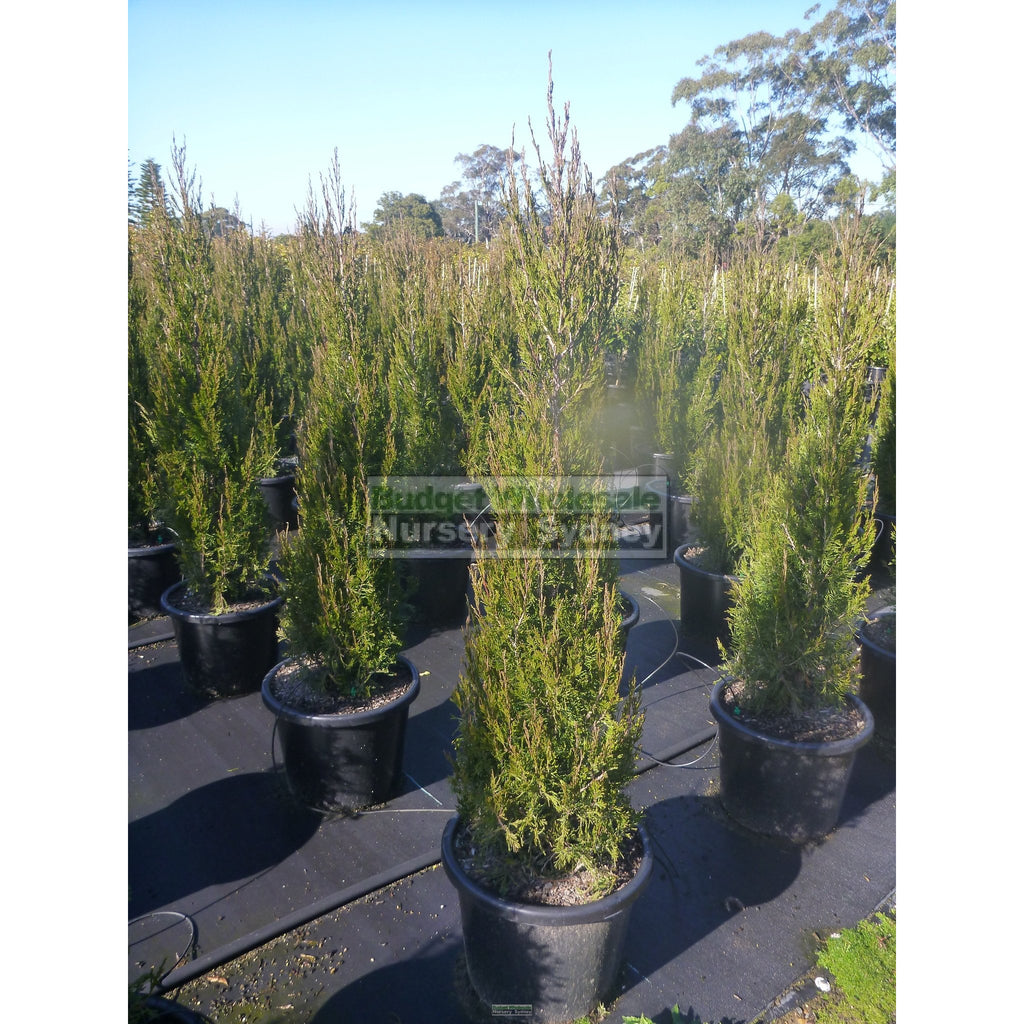 Juniperus Spartan Extra Large 400mm Pot | Budget Wholesale Nursery Sydney