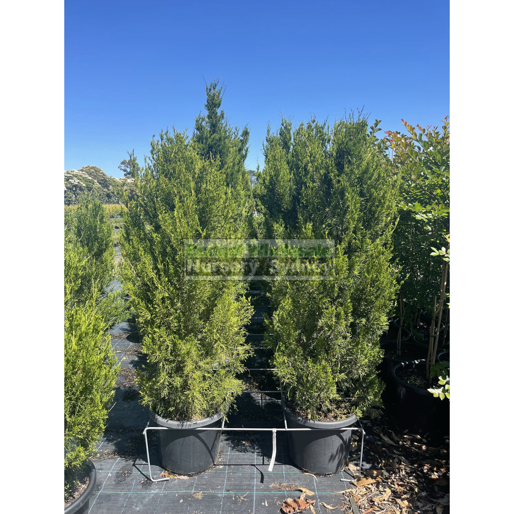 Juniperus Spartan Extra Large 400mm Pot | Budget Wholesale Nursery Sydney